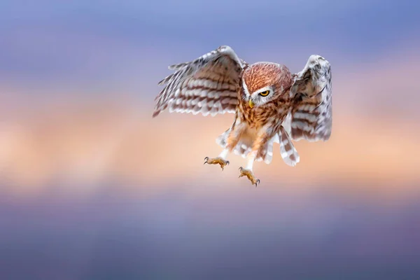 Chouette avec des motifs images libres de droit, photos de Chouette ...