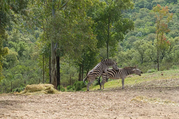 Fauna reserve Stock Photos, Royalty Free Fauna reserve Images ...