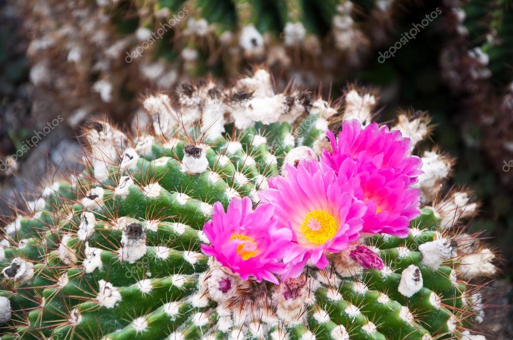 depositphotos_41941615-stock-photo-pink-cactus-flower-at-the.jpg (1024×680)