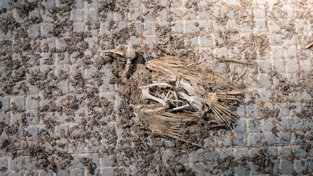 Cadáver seco de paloma común muerta en un piso de piedra. Esqueleto de ...