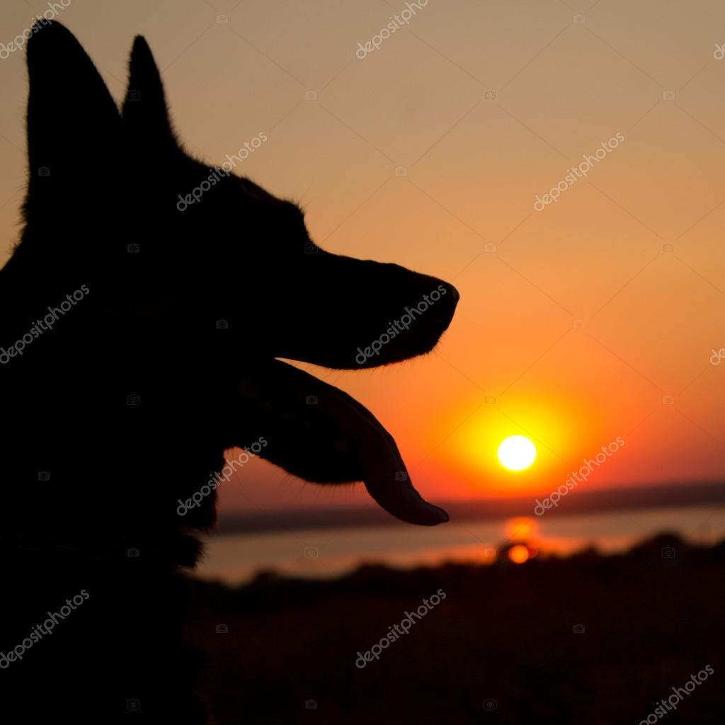 Dogs silhouette at sunset in the field — Stock Photo © fantom_rd #30221029