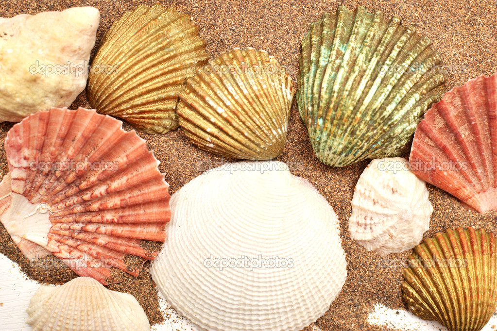 Shells background Stock Photo by ©etorres69 49641597