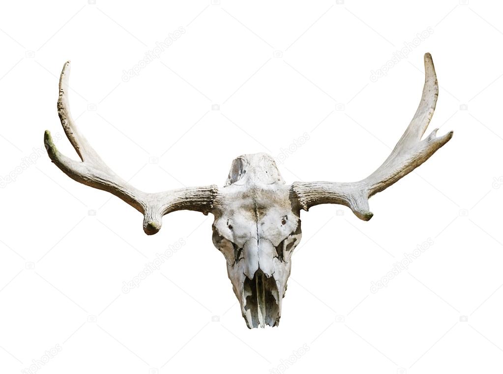 Moose Skull With Antlers