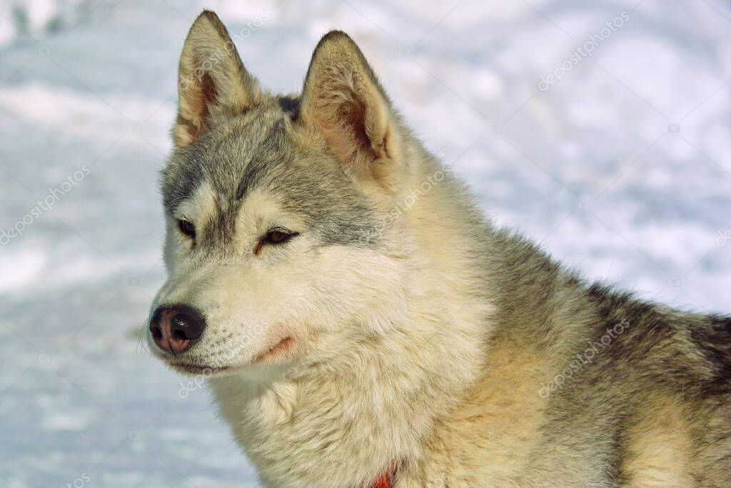 primer plano de un malamute de Alaska, perro de raza mediana a grande 2022