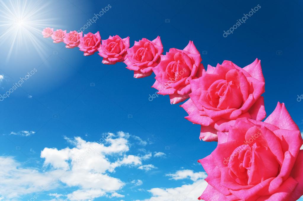 Rosas rojas en el cielo — Fotos de Stock © Dolinsk #33473885