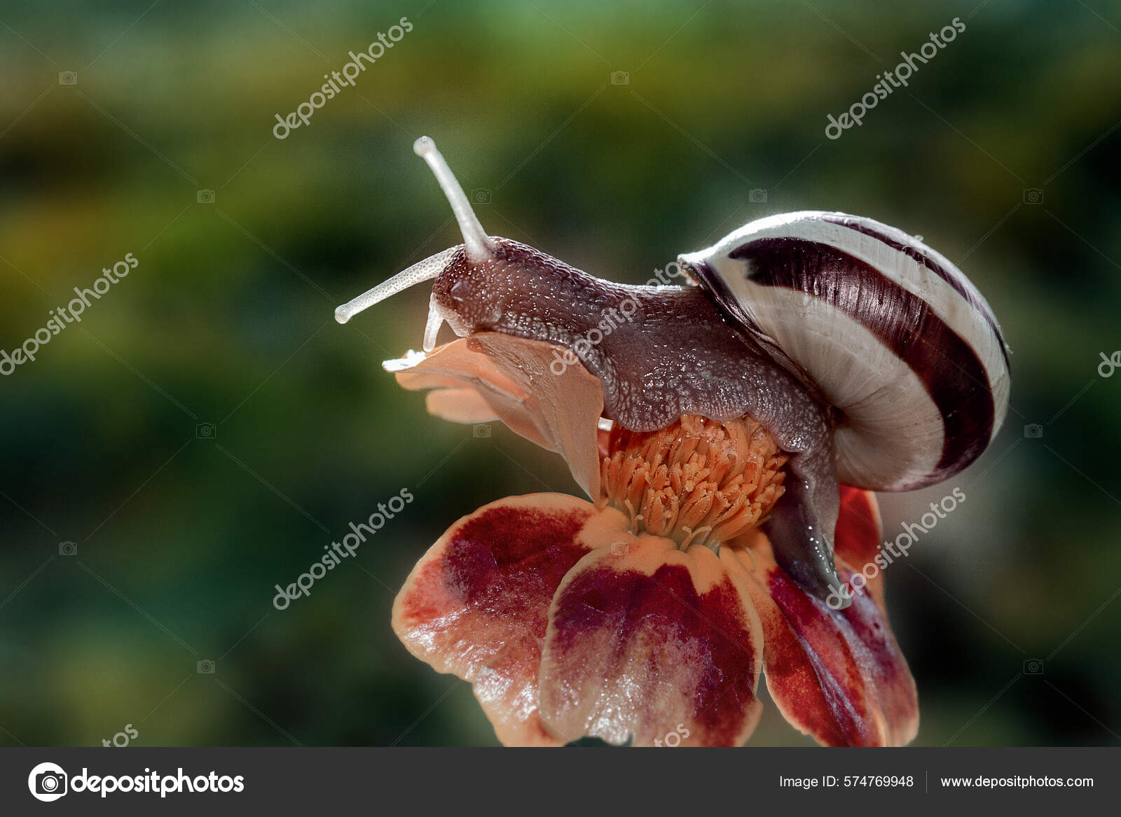 Snail Climbed Flower Watch Sun Rise — Stock Photo © edelvejs_81 #574769948
