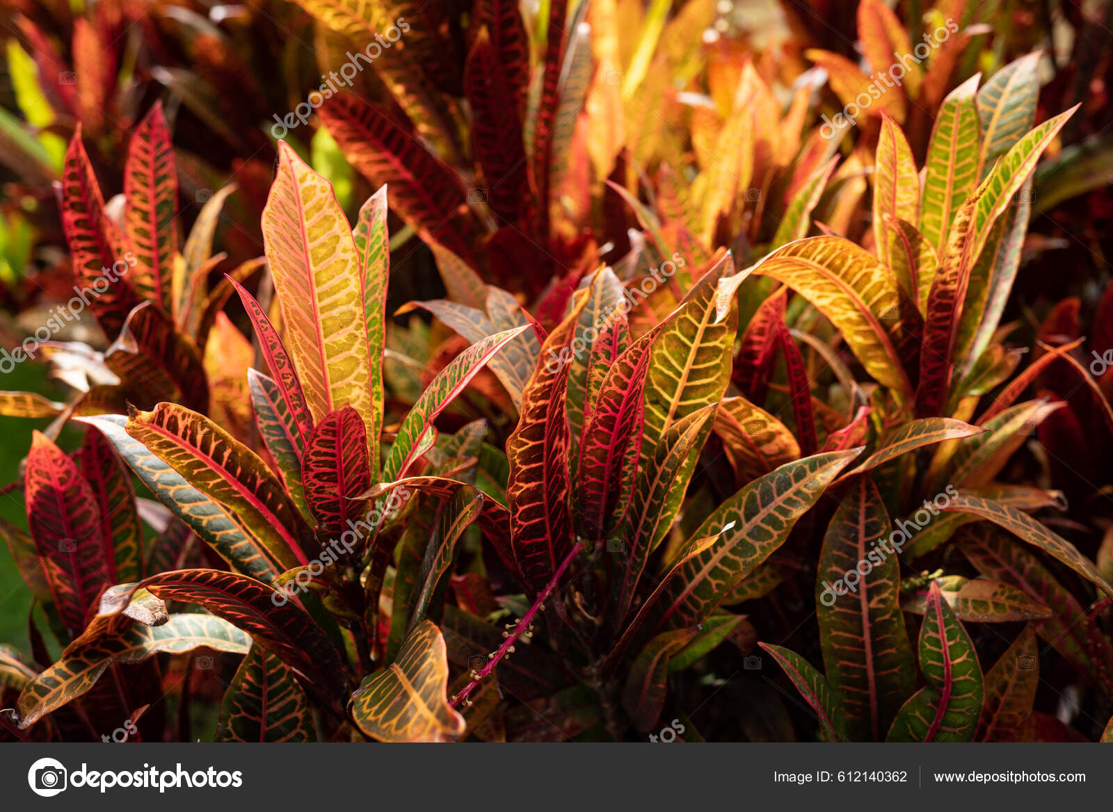 Red Iceton Type Fire Croton Codiaeum Variegatum Foliage Hojas Estrechas ...