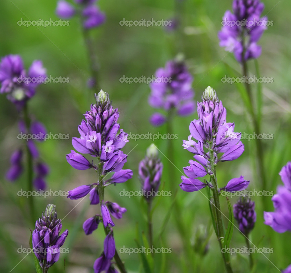 Wild violet picture | Wild violet flowers in the field — Stock Photo ...