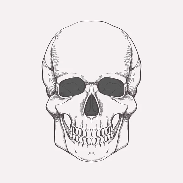 Koponya rajz Stock vektorok, Koponya rajz Jogdíjmentes illusztrációk ...