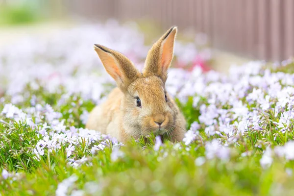 Cute domestic red rabbit on green grass sitting among white flowers ...