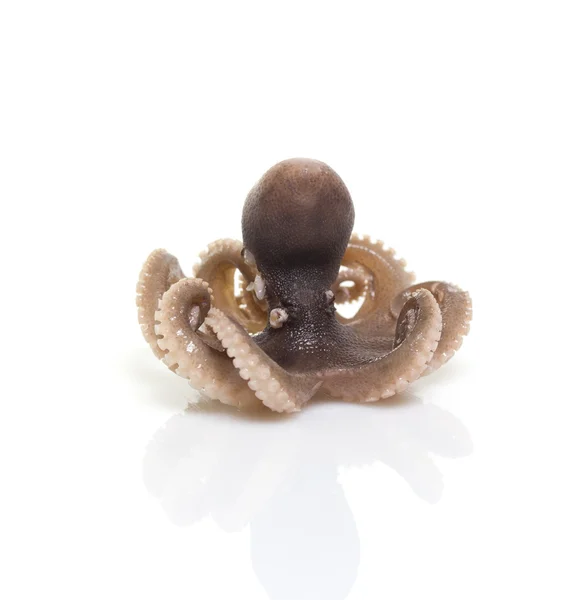 Baby octopus Stock Photos, Royalty Free Baby octopus Images | Depositphotos