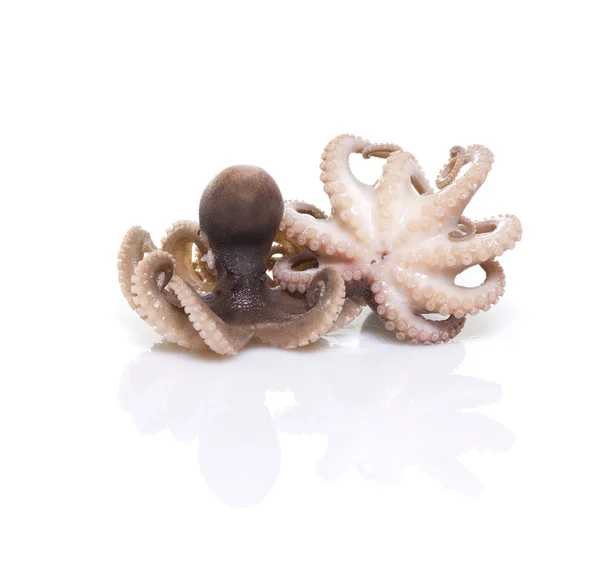 Baby octopus Stock Photos, Royalty Free Baby octopus Images | Depositphotos