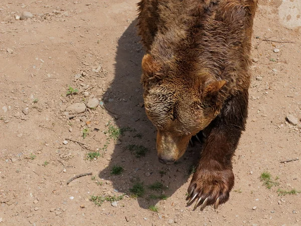 Bear head Stock Photos, Royalty Free Bear head Images | Depositphotos