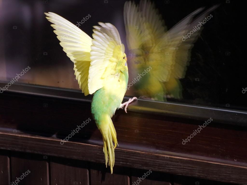 Yellow landing parakeet ploseup view — Stock Photo © maradt #31073593