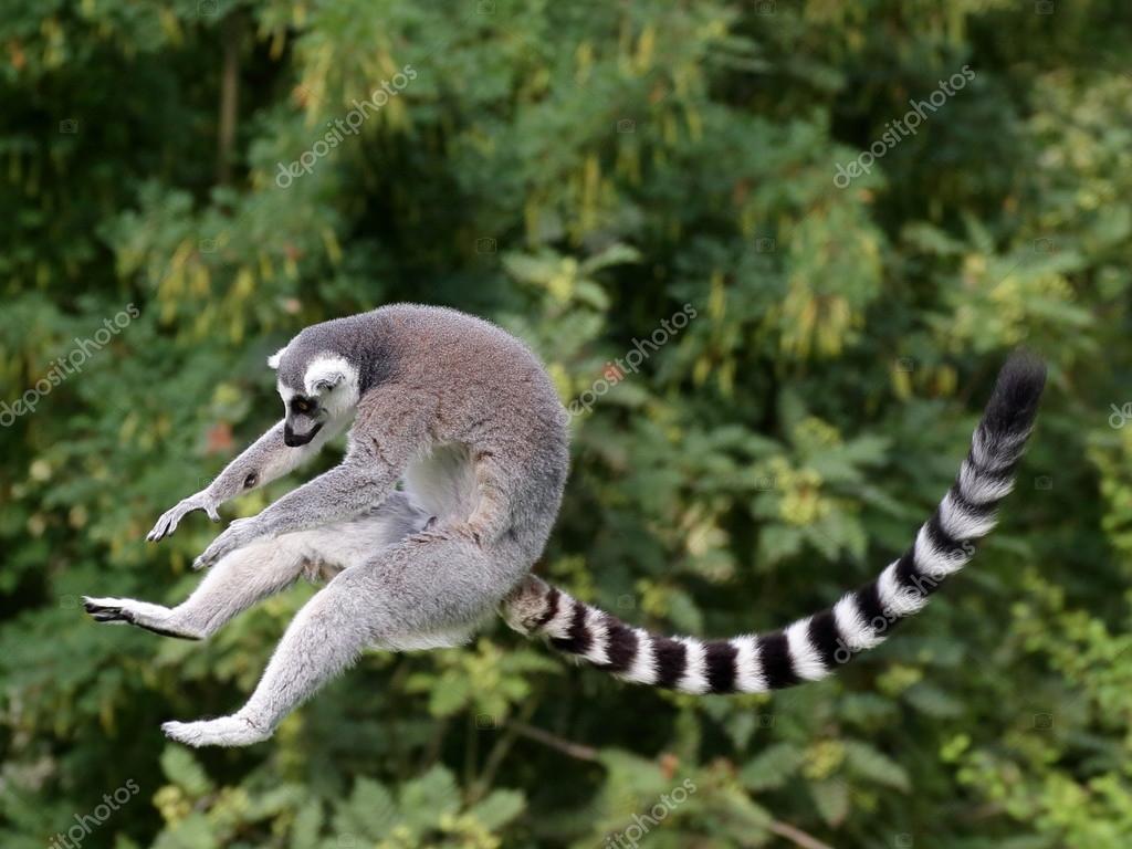 Jumping ring-tailed lemur — Stock Photo © maradt #37399219