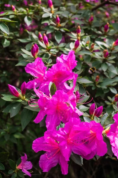 Fotos de Azáleas verdes, Imagens de Azáleas verdes sem royalties ...