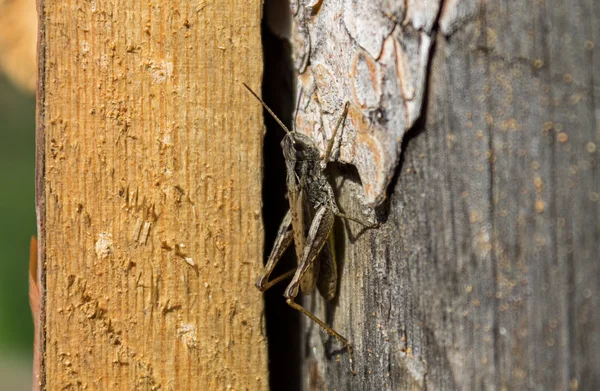 Insect on fence Stock Photos, Royalty Free Insect on fence Images ...
