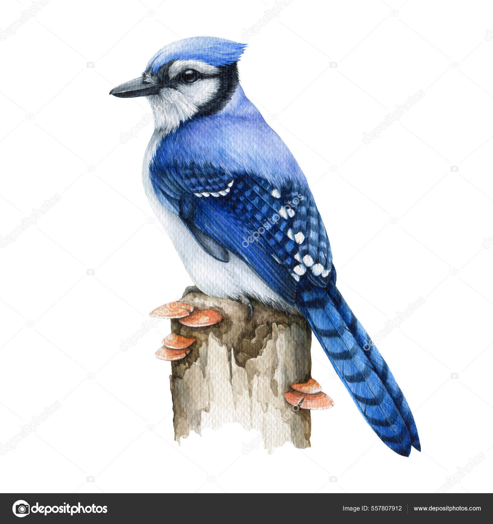 Tatuaje De Arrendajo Azul Volador