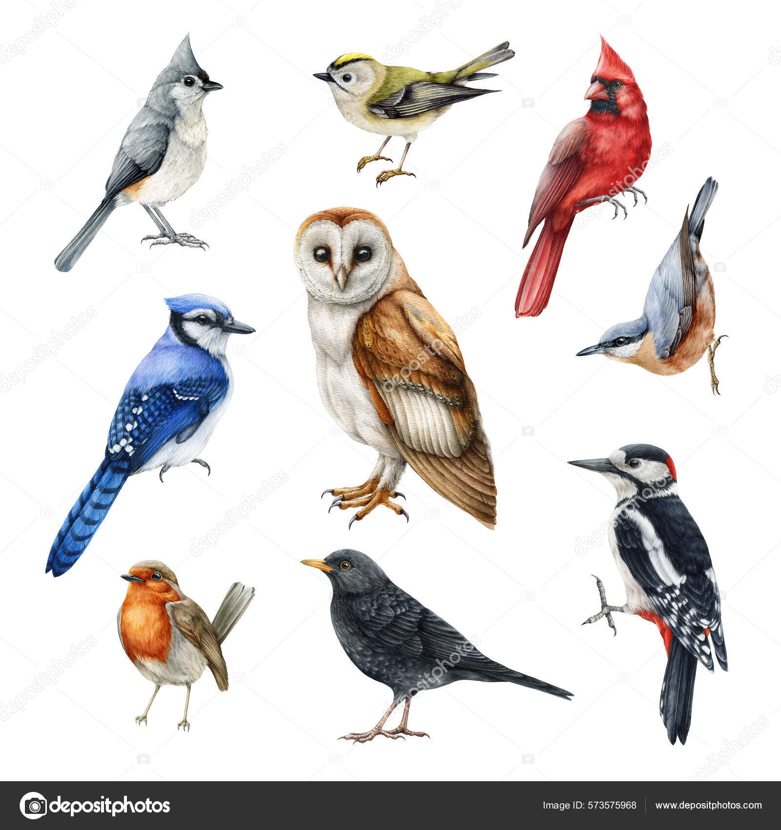 Forest birds watercolor realistic set. Barn owl, woodpecker, blue jay ...