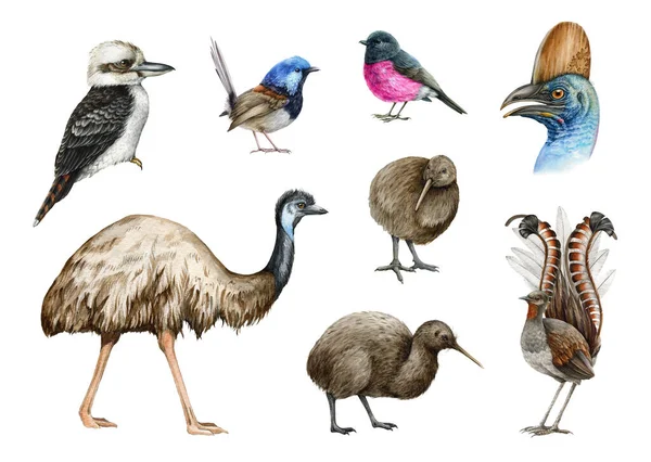 Australian native birds Stock Photos, Royalty Free Australian native ...