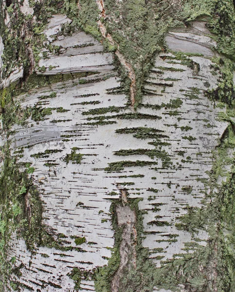 Tree subsidence Stock Photos, Royalty Free Tree subsidence Images ...