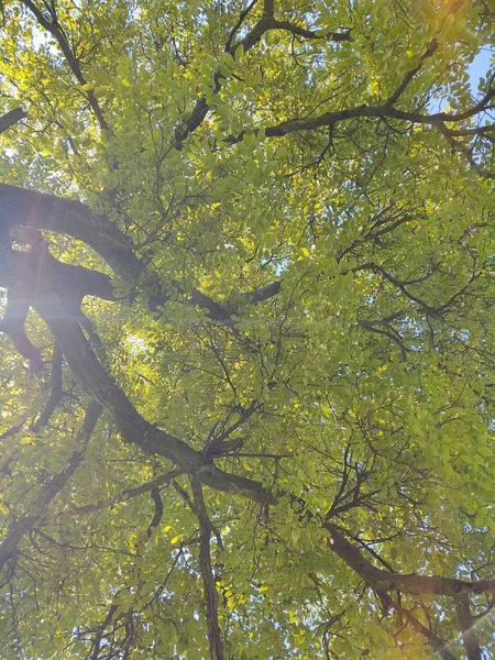 Tree canopy Stock Photos, Royalty Free Tree canopy Images | Depositphotos