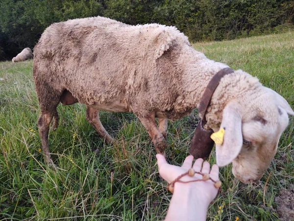 Sheep horn Stock Photos, Royalty Free Sheep horn Images | Depositphotos