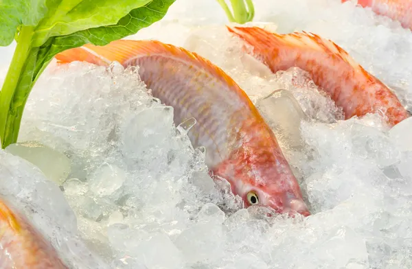 Fresh Fish on Ice - Stock Image - Everypixel