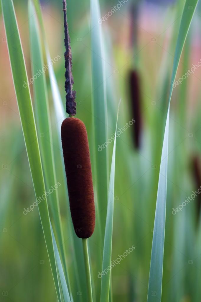 Bulrush Broadleaf Cattails - Typha latifolia — Stock Photo © kathyclark ...