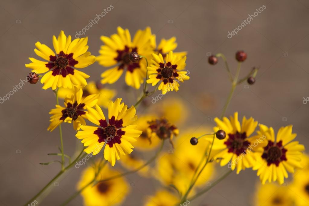 Alabama Wildflowers Yellow | Best Flower Site