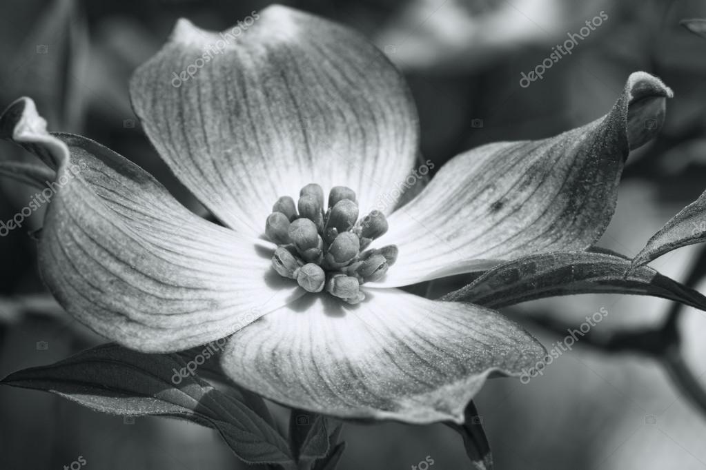 Cornus florida Red Dogwood Blossom in Black and White Stock Photo by ...