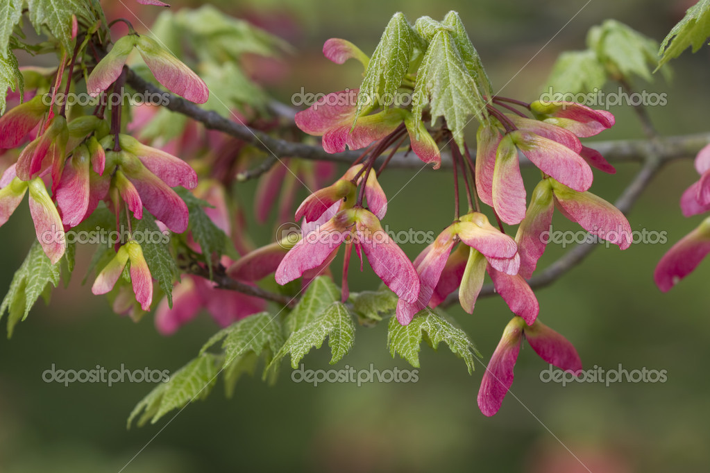 Pictures: plants with pods | Pink Winged Maple Seed Pods - Acer ...