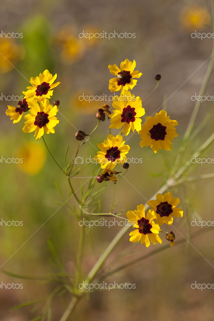 Alabama Wildflowers Yellow | Best Flower Site