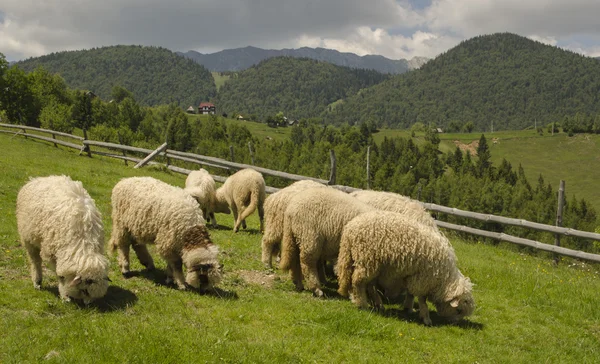 Sheep in the field - Stock Image - Everypixel
