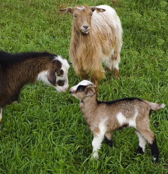 Family goat Stock Photos, Royalty Free Family goat Images | Depositphotos
