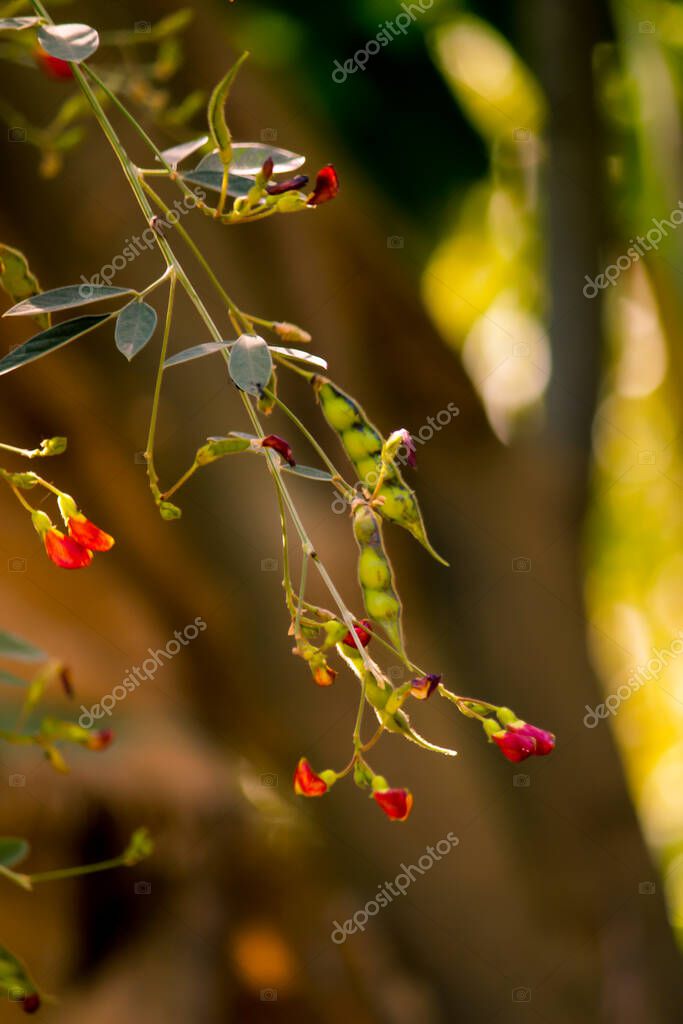 paloma guisante o tuvar fríjol vegetal en planta con flor, planta de ...