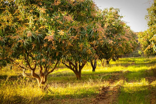 Mango farm in north india,summer background,Agriculture of mango,Green ...