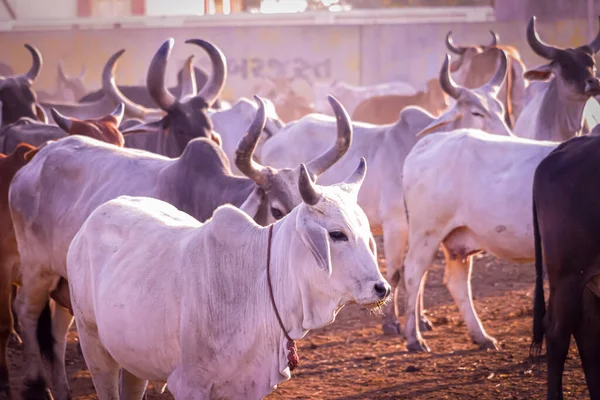 indian cow and calf's rest in govshal (goshala),beautiful view of cow ...
