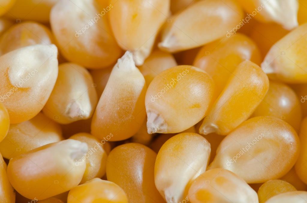 Maize grains Stock Photo by ©Photoerick 30474061