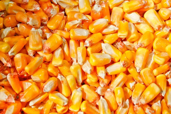Maize grains — Stock Photo © worldnews #3131267
