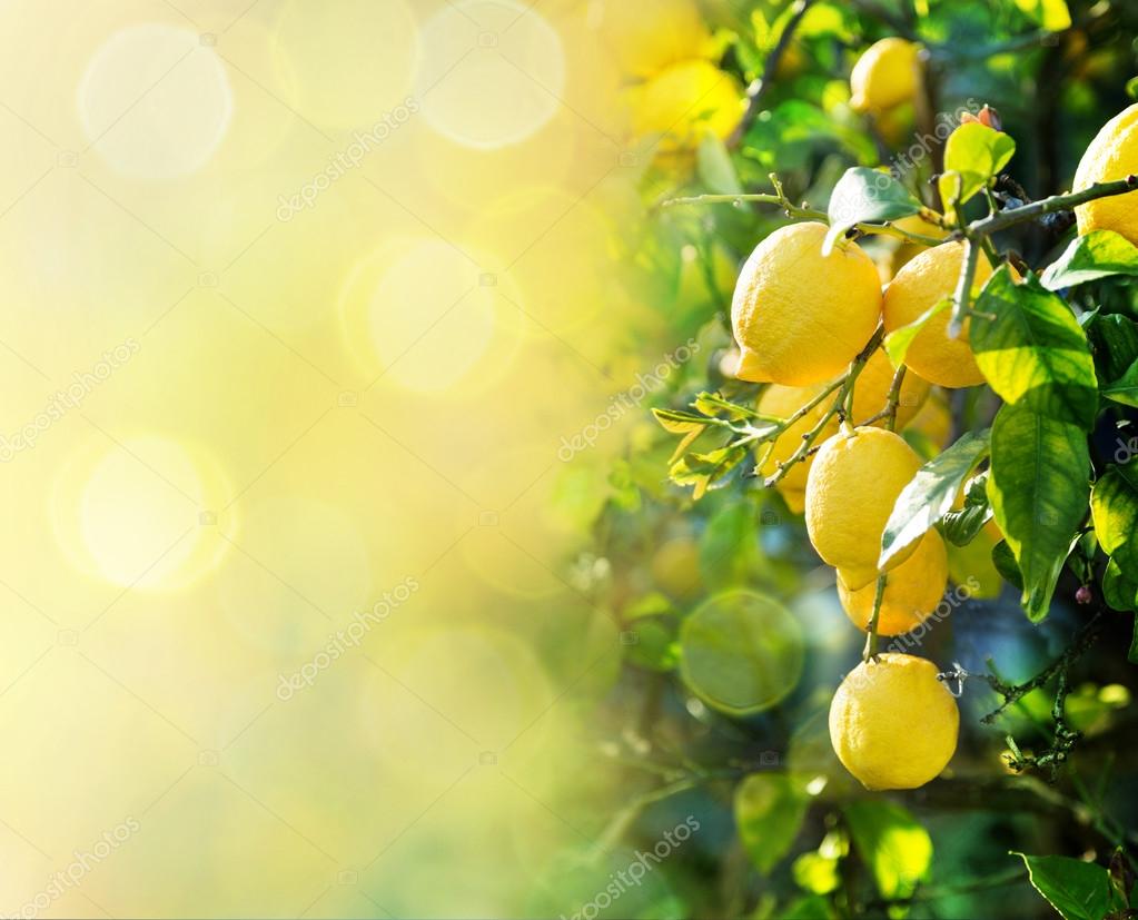 Lemon background Stock Photo by ©rfphoto 45243181