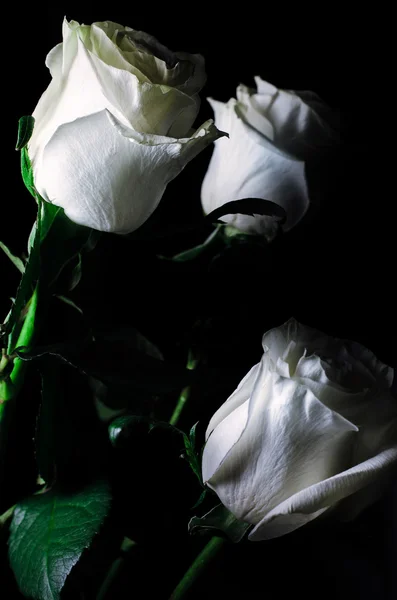 White roses black background Stock Photos, Royalty Free White roses ...