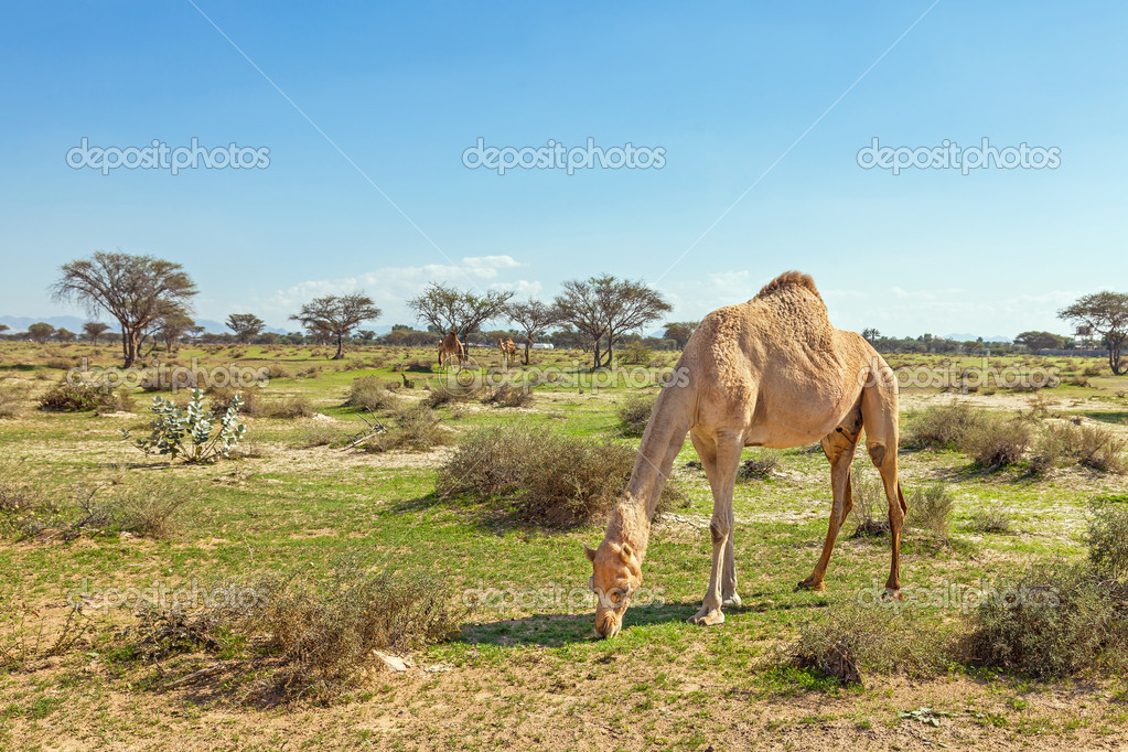 Camel Eating Grass