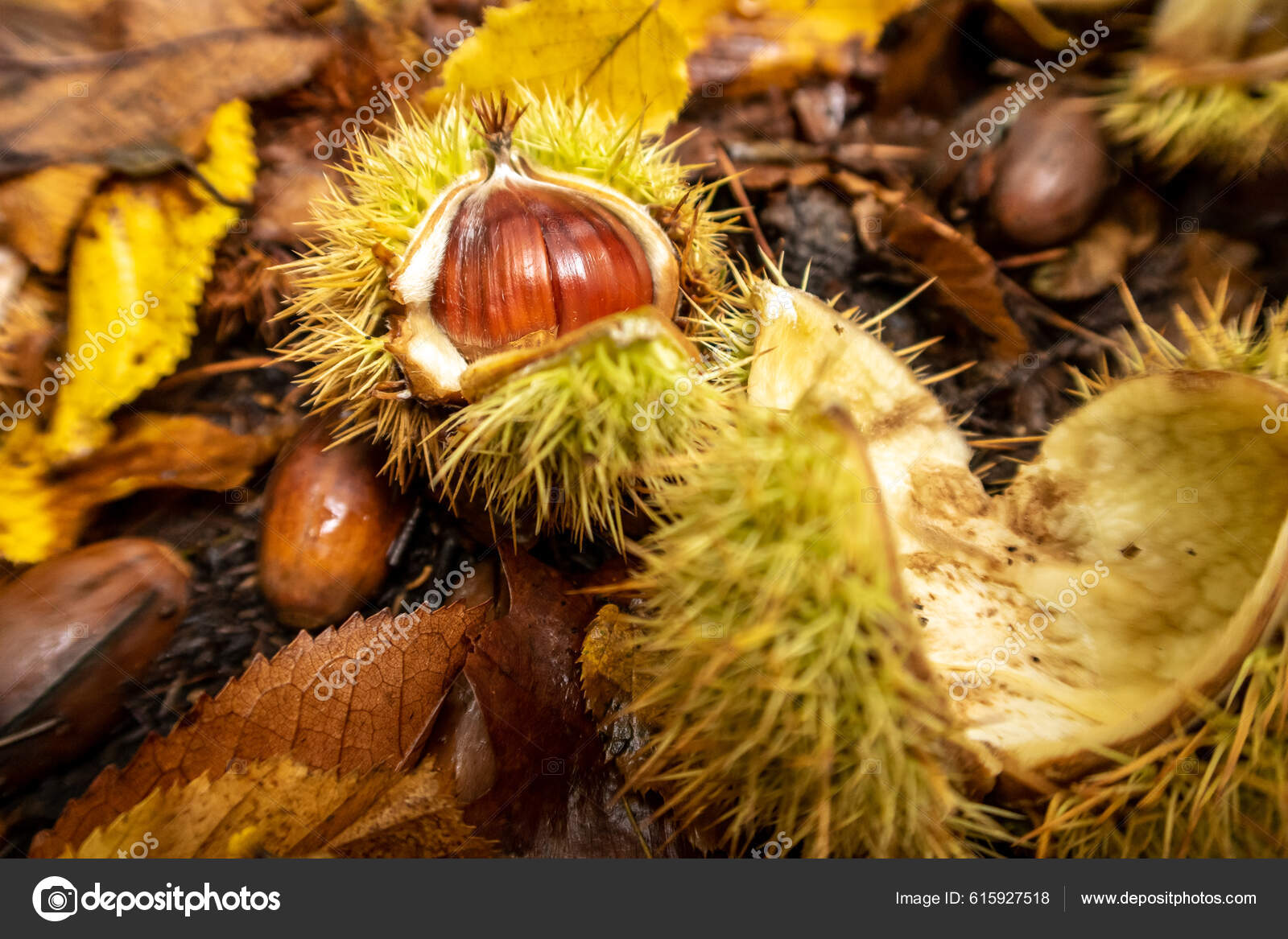 Chestnut Shell