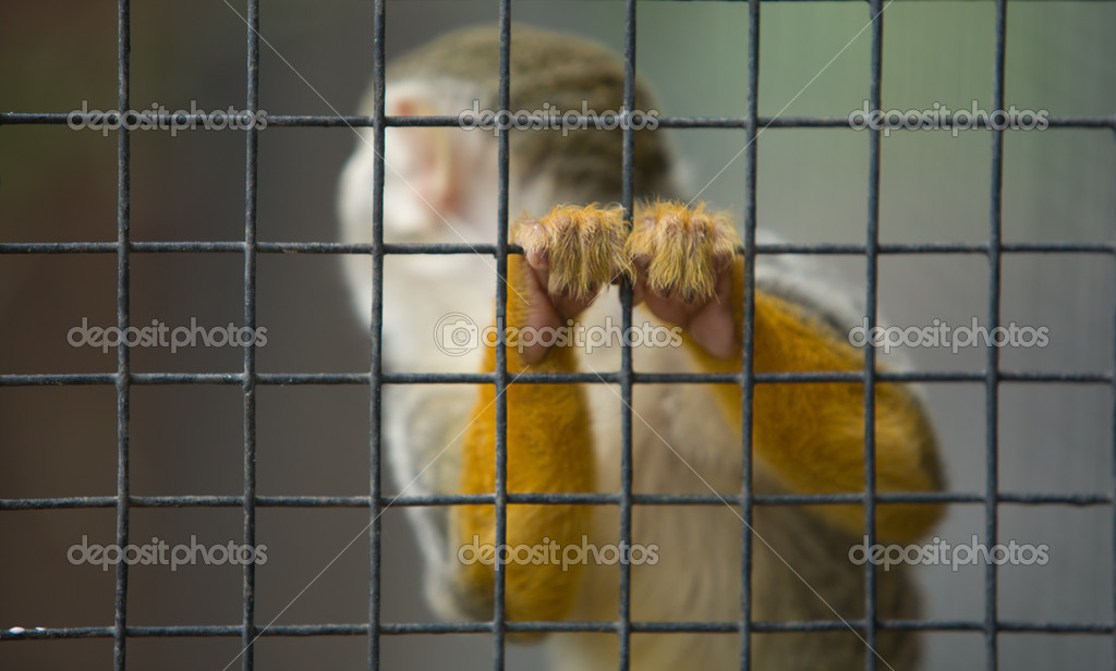Squirrel monkey hands Stock Photo by ©WHPics 31871675
