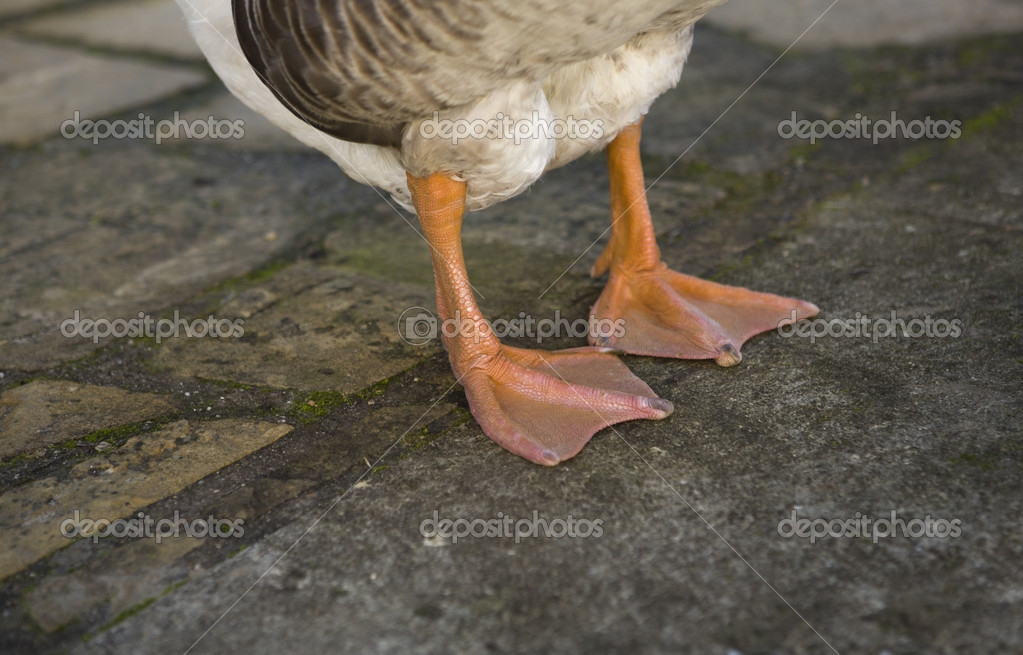 Goose Paws detail — Stock Photo © Juan_G_Aunion #32564095
