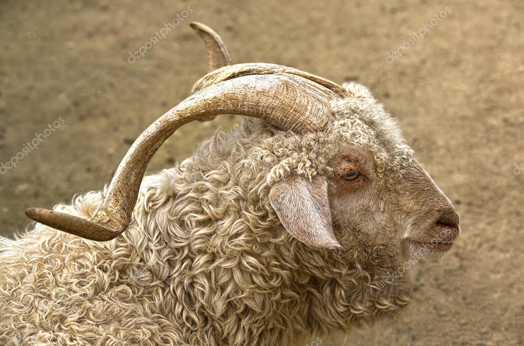 Angora goat — Stock Photo © Juan_G_Aunion #34102825