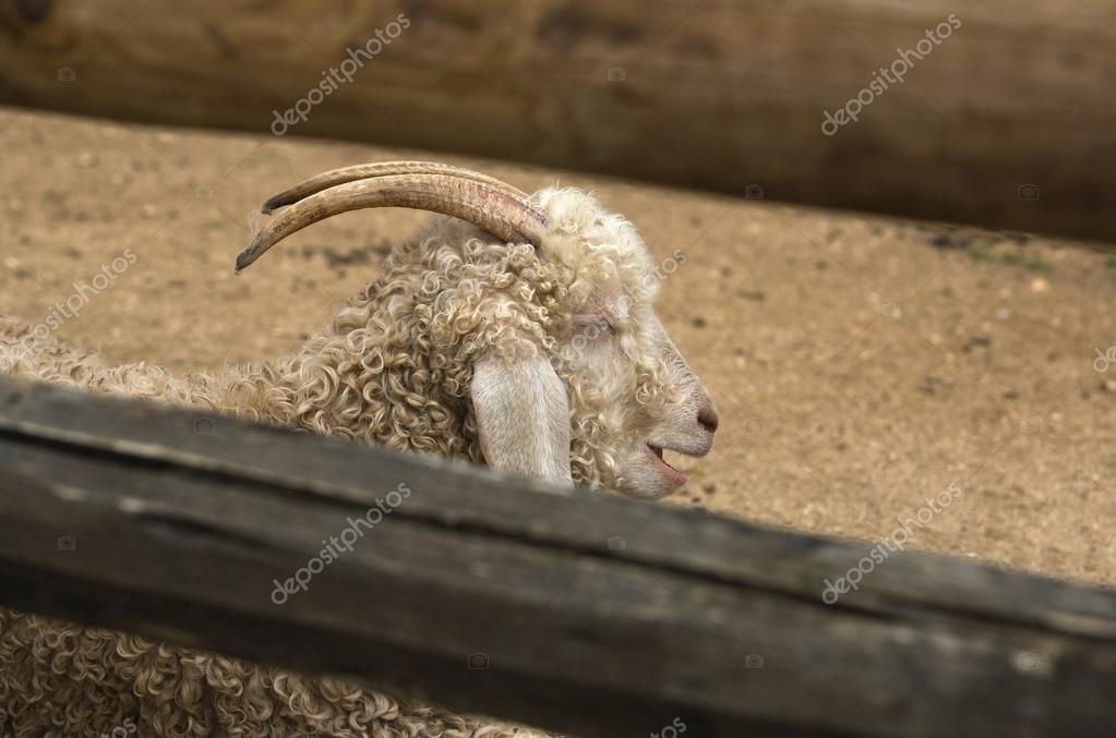 Turkish Angora Goat