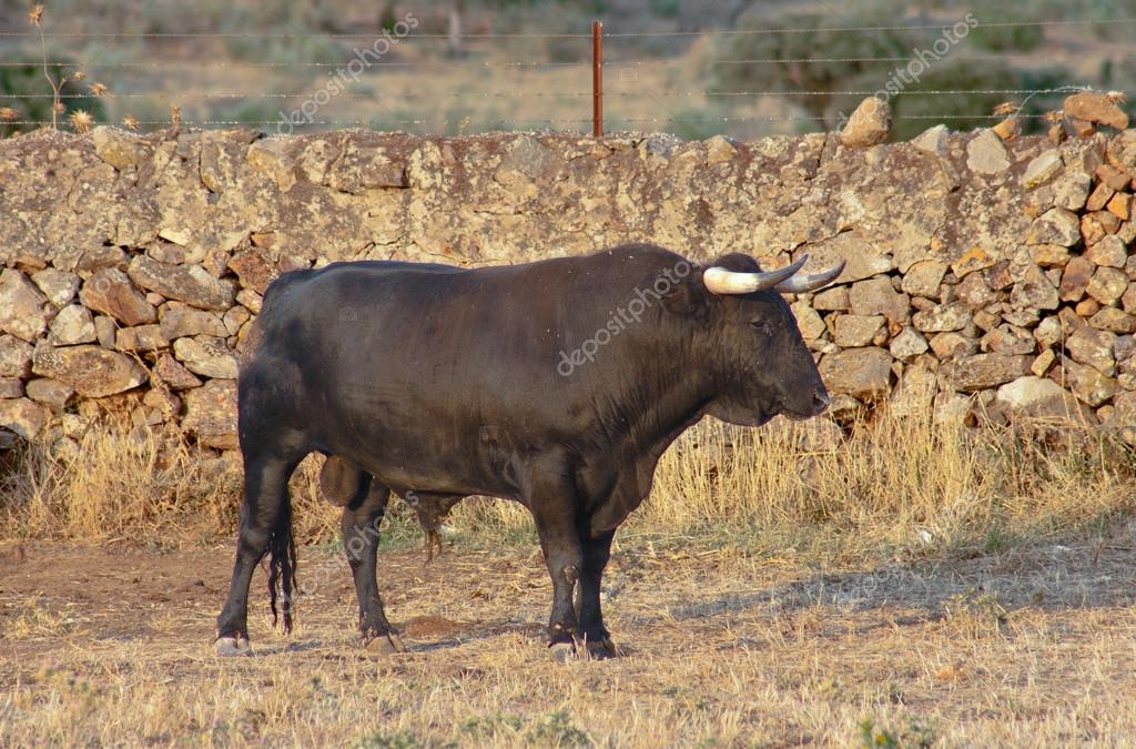 Perfil de toro de combate: fotografía de stock © WHPics #49363061 ...