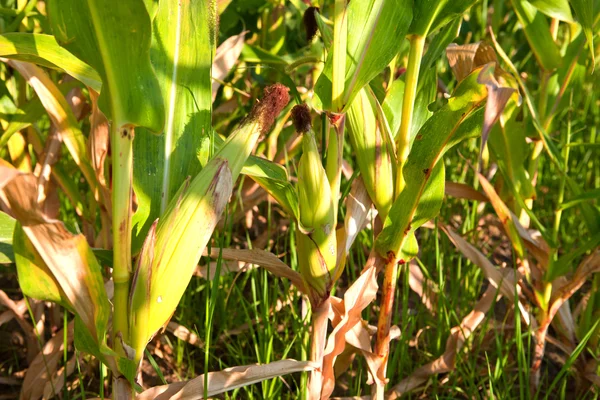 Intercropping Stock Photos, Royalty Free Intercropping Images ...